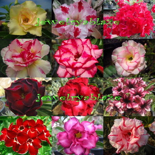 Solve Adenium obesum (various colors) jigsaw puzzle online with 64 pieces