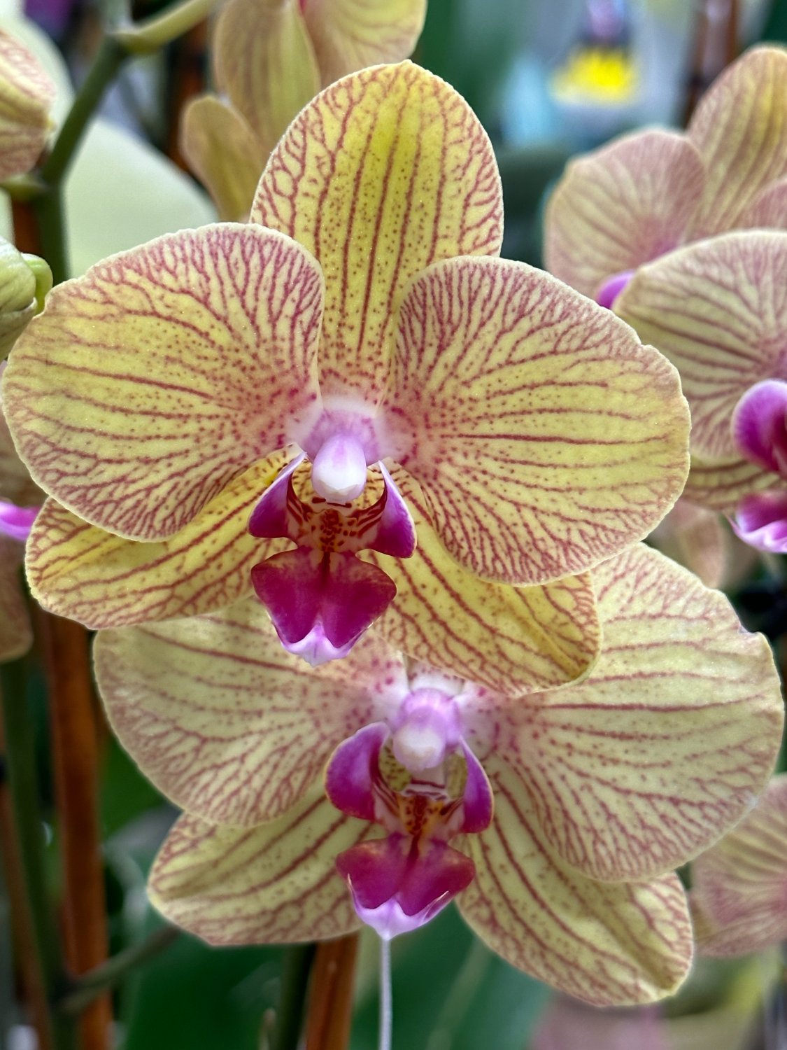 Solve Pretty orchids jigsaw puzzle online with 63 pieces