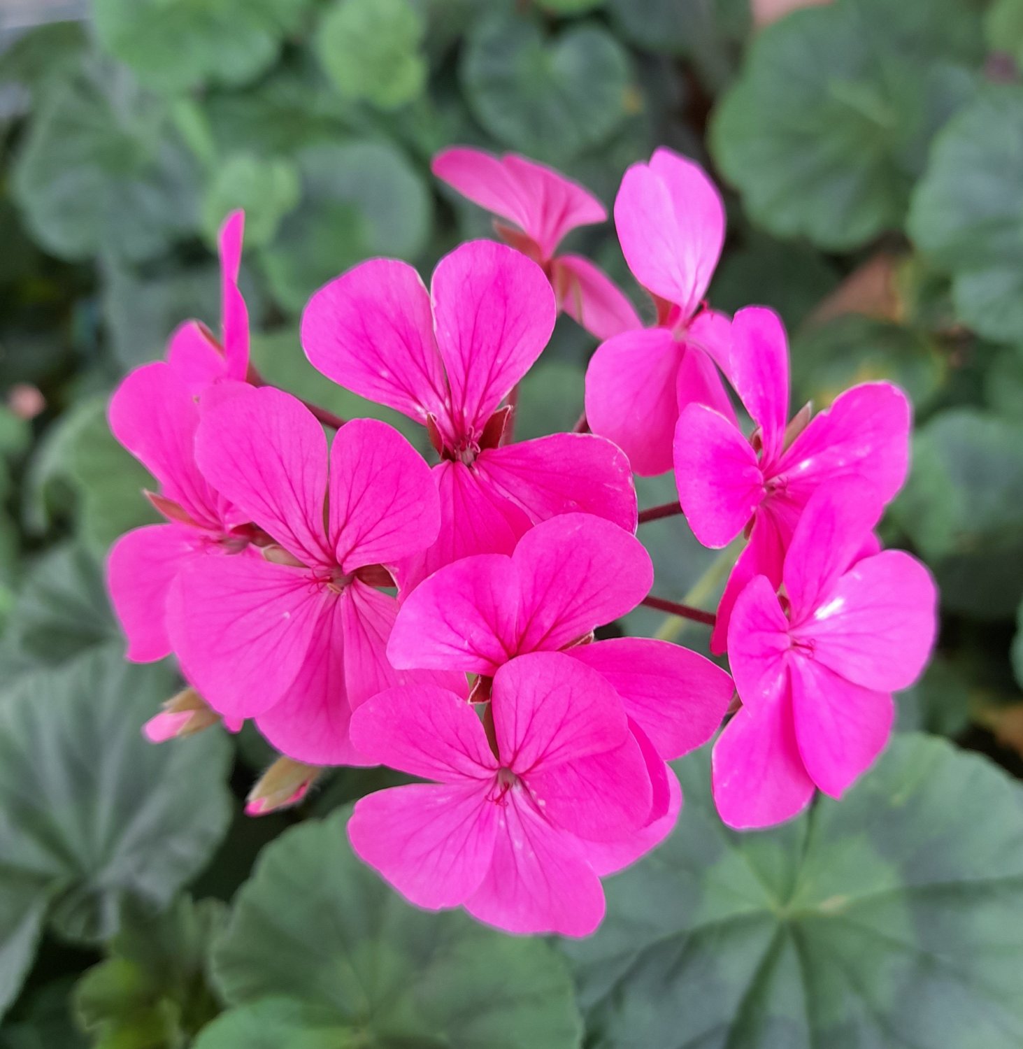 Solve Geranium jigsaw puzzle online with 144 pieces