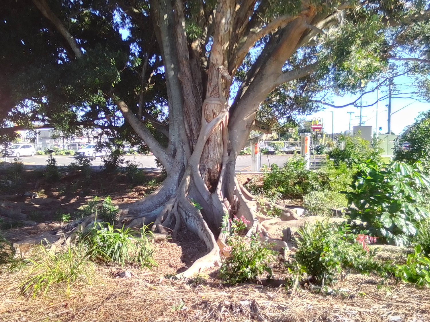 Solve Trunk of The Fig jigsaw puzzle online with 12 pieces