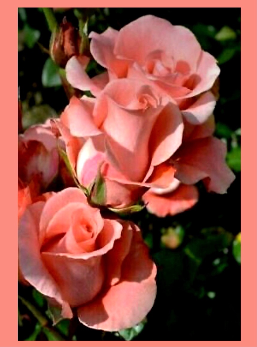 Jigsaw Puzzle | 192 pieces | Roses | Jigidi