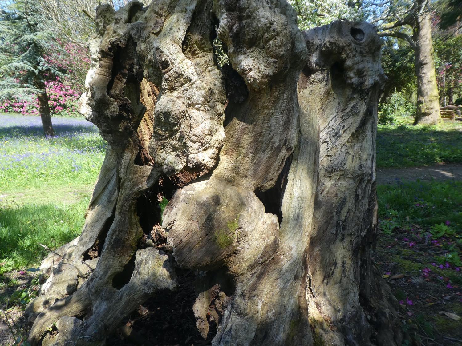 Solve Gnarled old tree trunk jigsaw puzzle online with 88 pieces