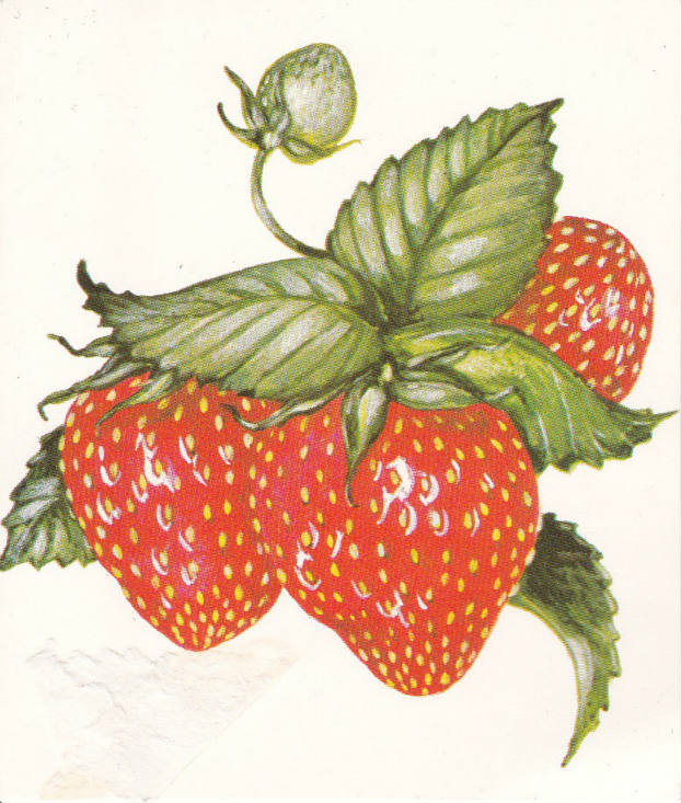 Solve Postcard & envelope pictures 160 - Strawberries jigsaw puzzle ...