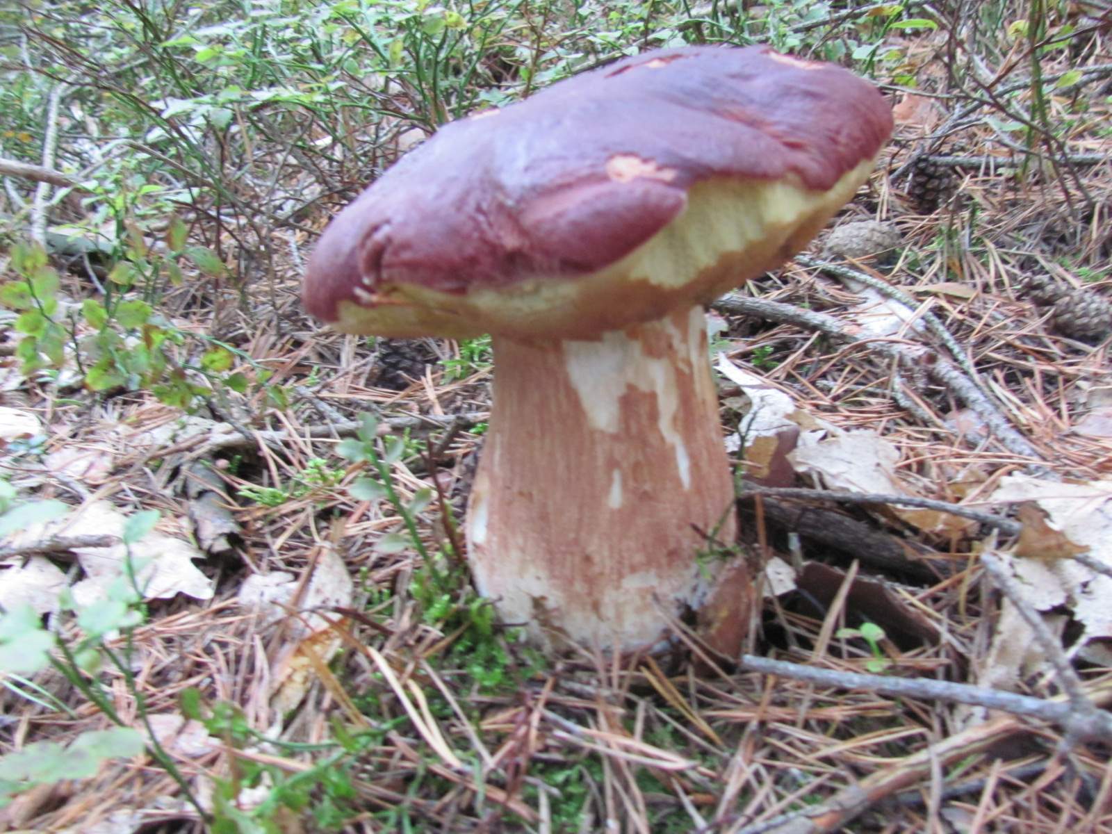 Solve Borový hřib jigsaw puzzle online with 130 pieces