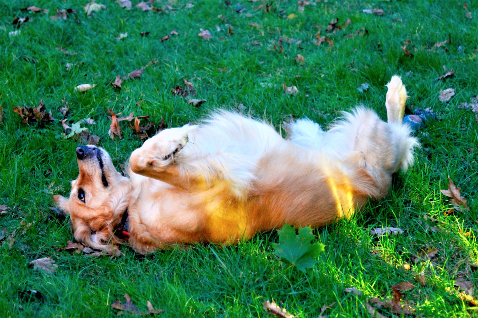 Solve Life is good. jigsaw puzzle online with 77 pieces