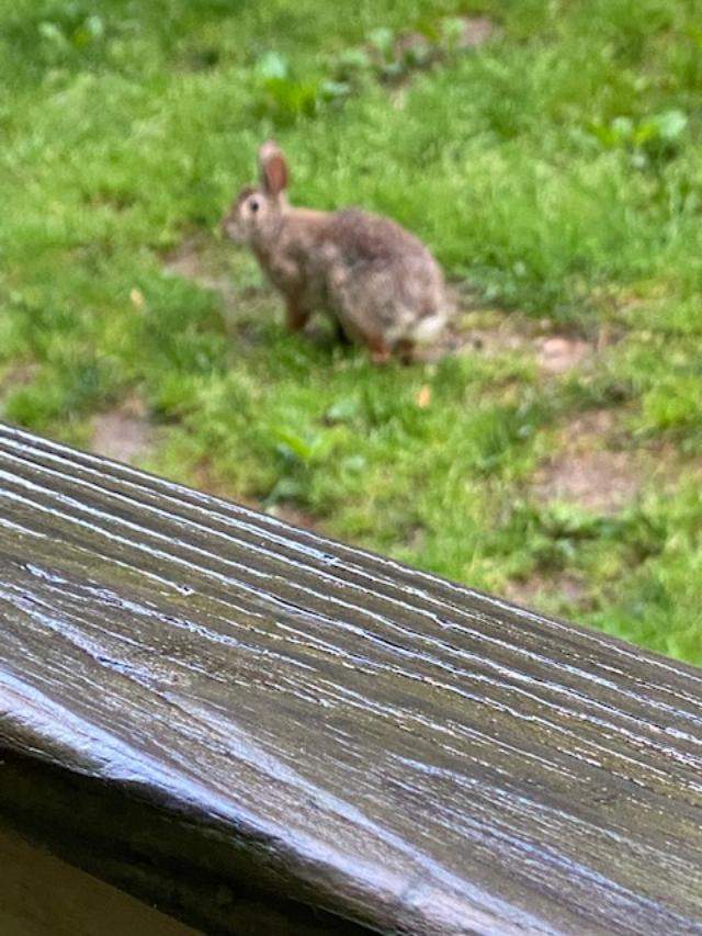 Solve Rabbit Side view. jigsaw puzzle online with 20 pieces