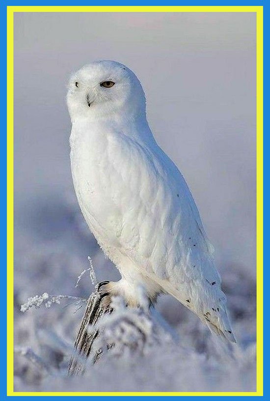 Solve Snowy Owl. jigsaw puzzle online with 77 pieces