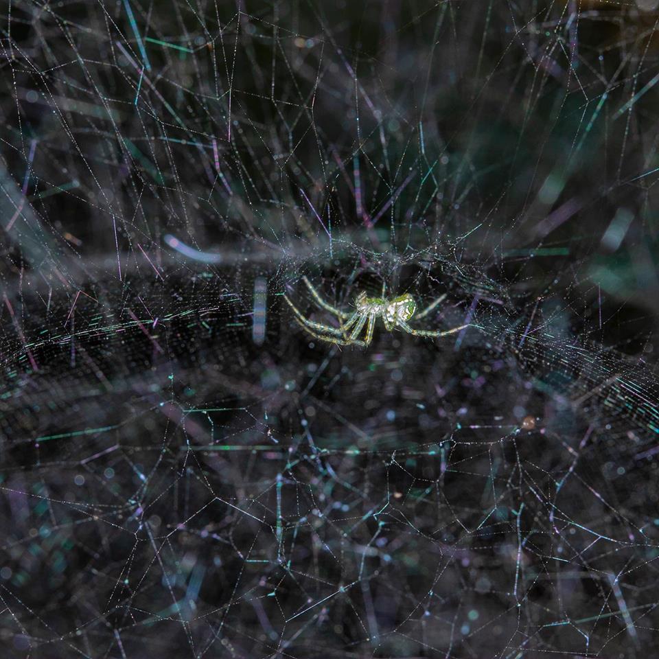 Solve Incy Wincy Spider jigsaw puzzle online with 100 pieces