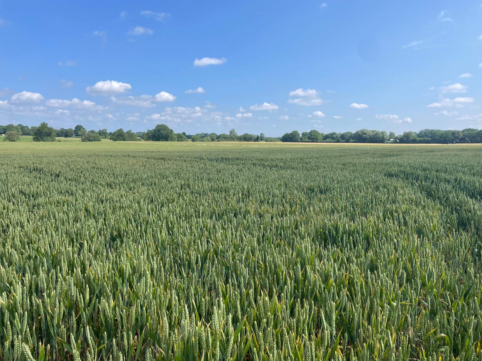 Jigsaw Puzzle | Field View | 130 pieces | Jigidi