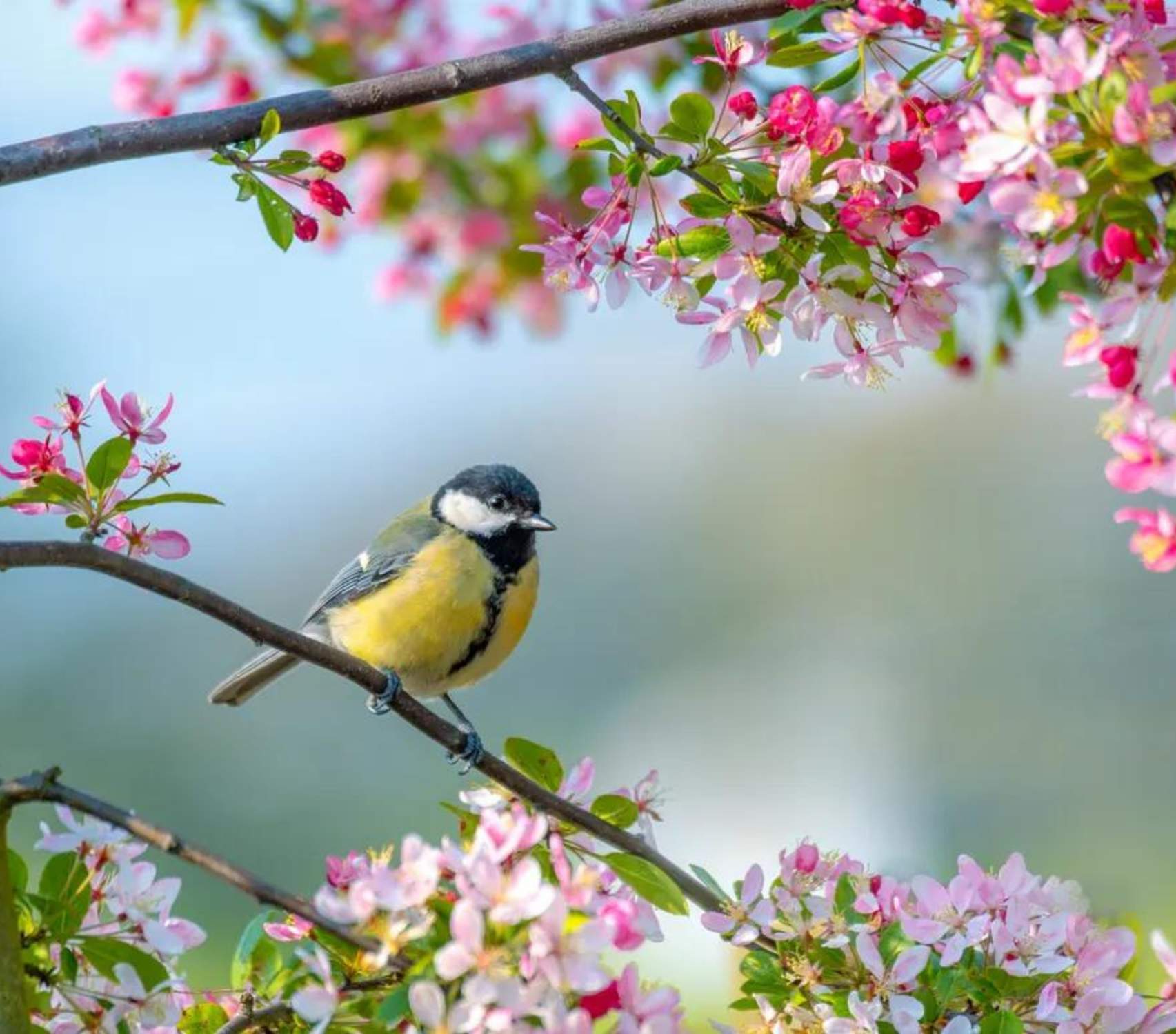 Solve Bird in Spring jigsaw puzzle online with 600 pieces