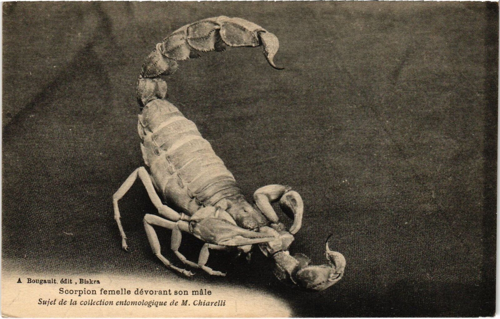 Solve female scorpion devours her mate jigsaw puzzle online with 260 pieces