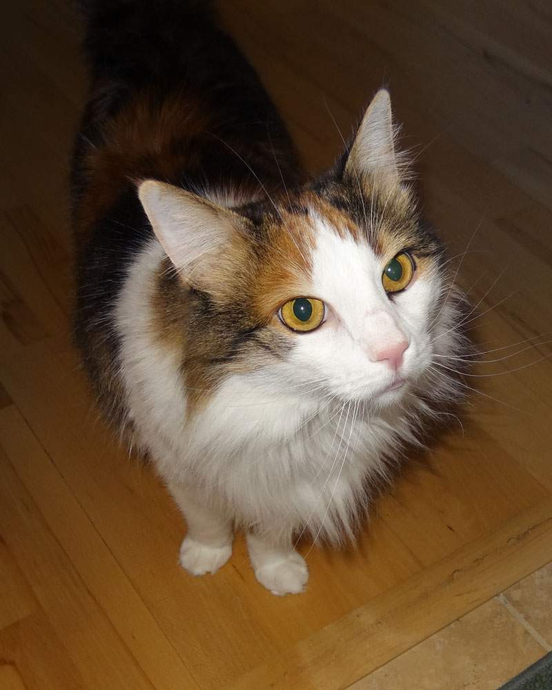 Solve Mango, Poway, California jigsaw puzzle online with 80 pieces