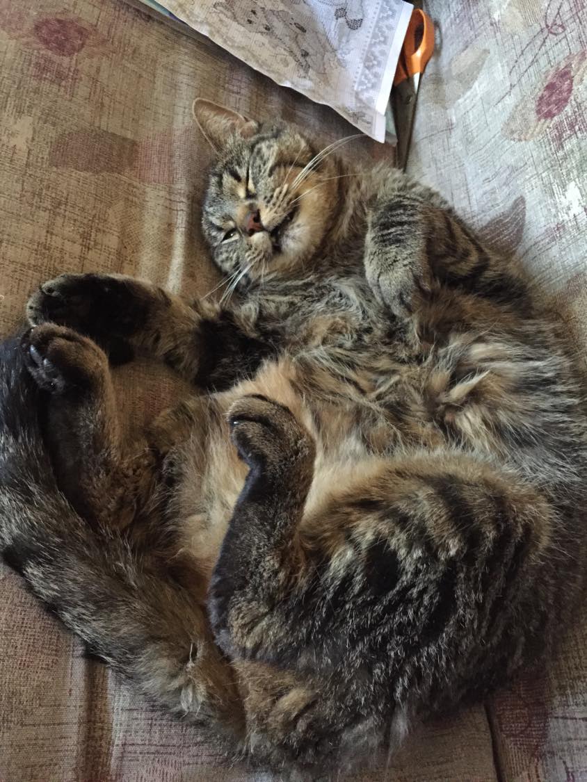 Solve The Year of our Tiger, LOL! jigsaw puzzle online with 30 pieces