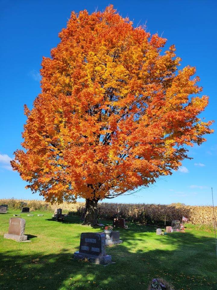 Solve AUTUMN SENTINEL KEEPING WATCH jigsaw puzzle online with 165 pieces