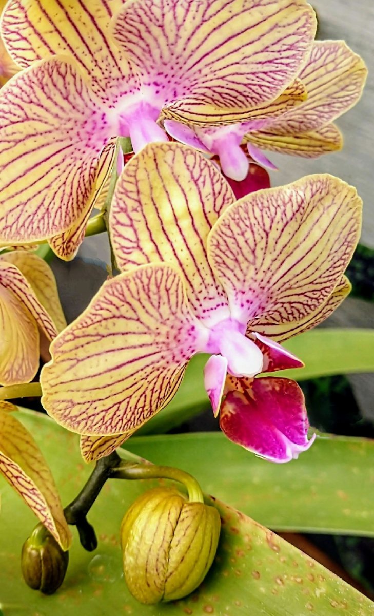 Solve Orchid Blooms jigsaw puzzle online with 24 pieces