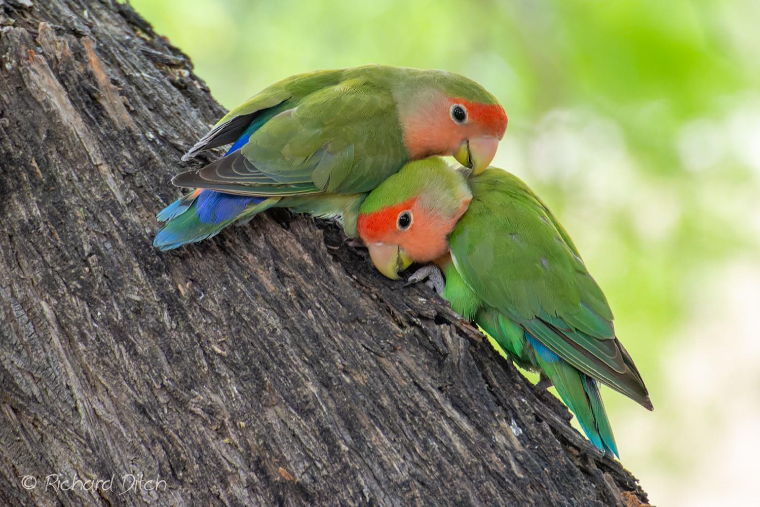 Solve Peach-faced Lovebirds jigsaw puzzle online with 77 pieces