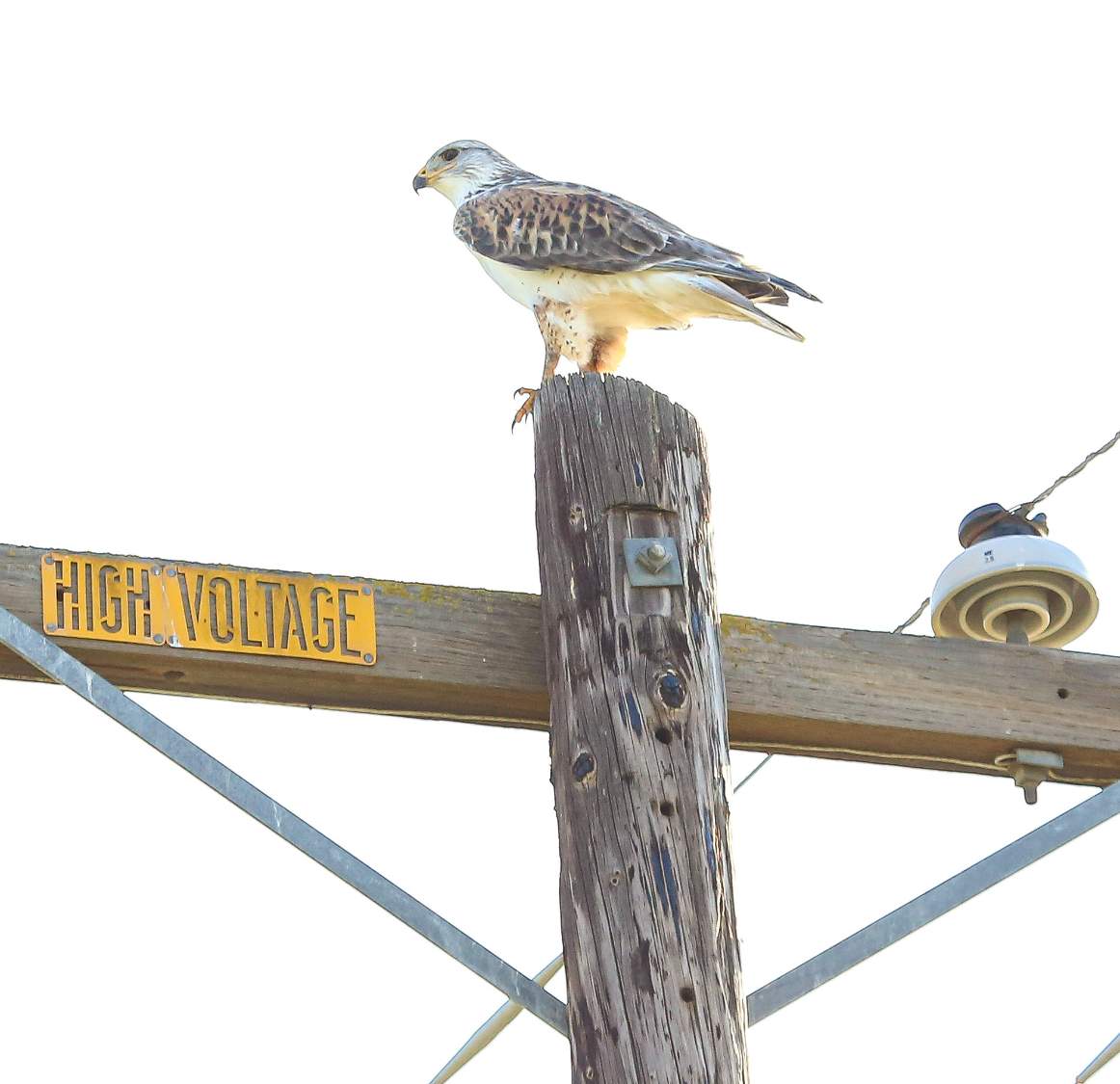 Solve POLE SITTING HAWK jigsaw puzzle online with 81 pieces