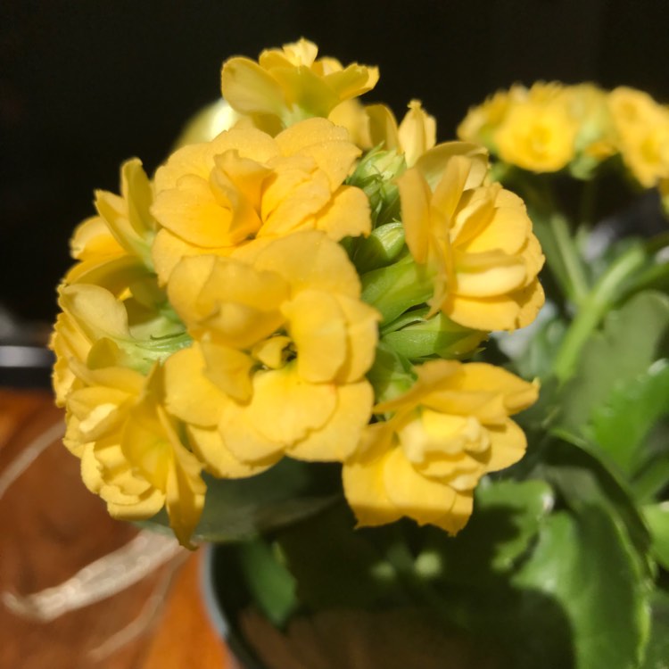 Solve 2264 Spring! jigsaw puzzle online with 9 pieces