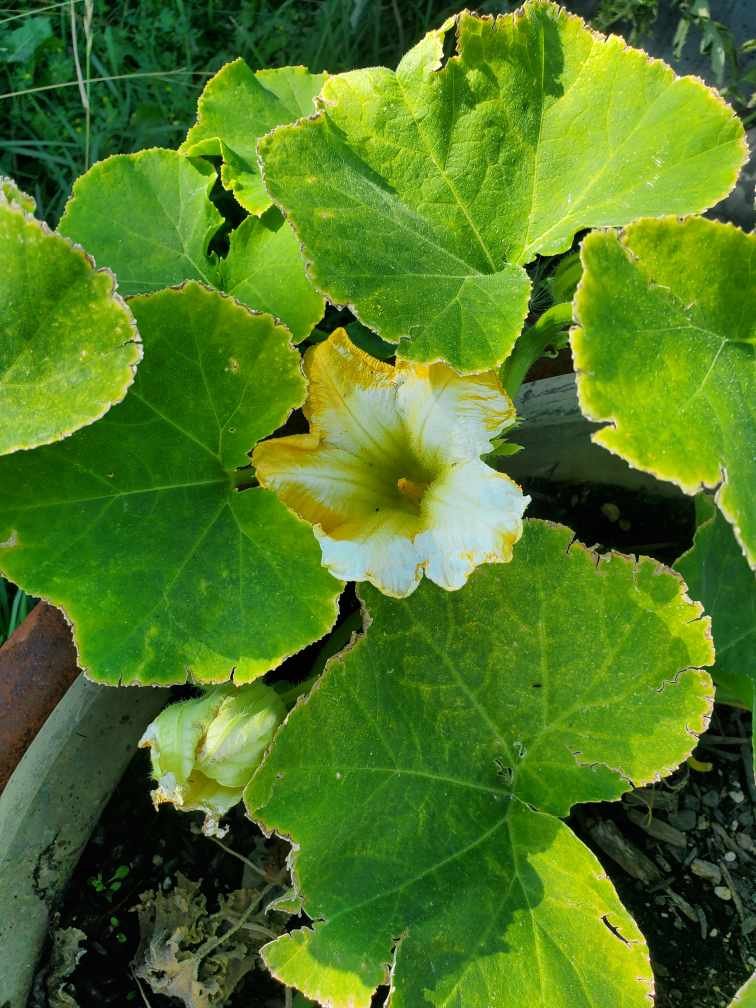 Solve Resize 12-192 jigsaw puzzle online with 192 pieces