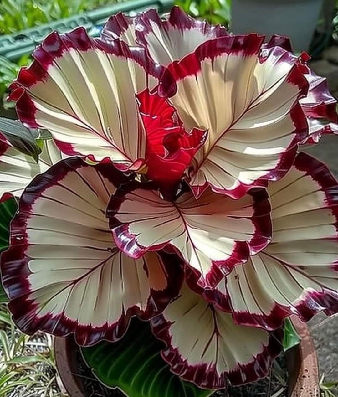 Jigsaw Puzzle | 120 pieces | Red-Kissed Calathea Flower | Jigidi