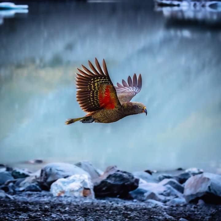 Jigsaw Puzzle | Kea in flight | 25 pieces | Jigidi