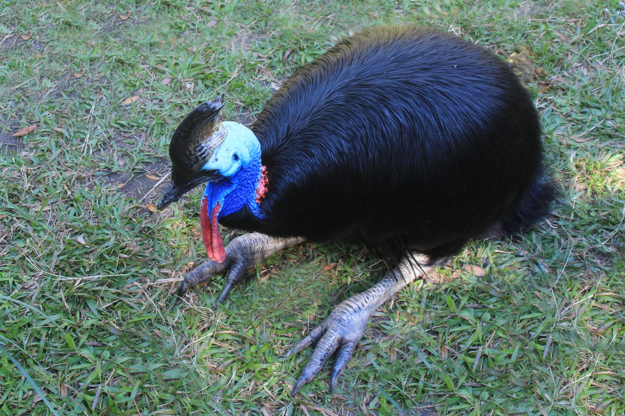 Solve Cassowary at rest jigsaw puzzle online with 126 pieces