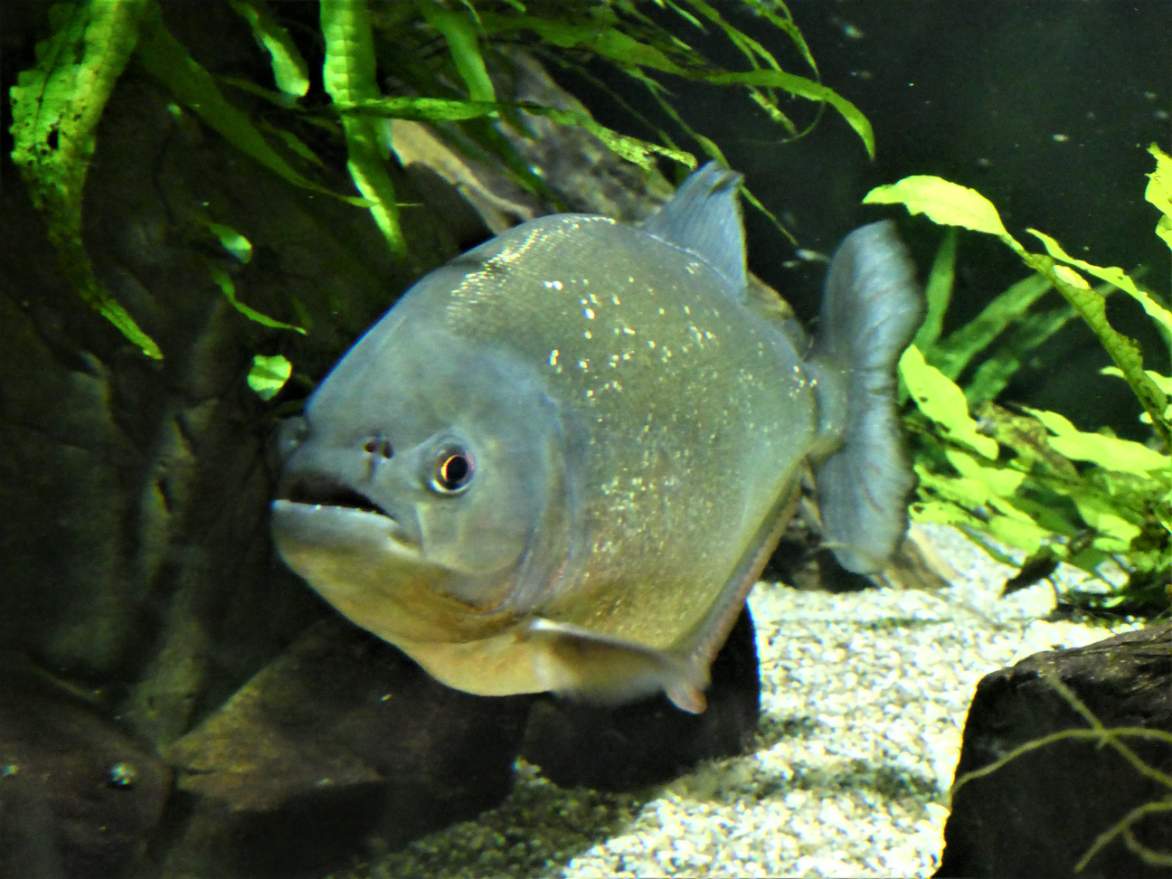 Solve Visiting Ouwehands Dierenpark, Zoo, Rhenen. Nov. 2022. Myleus Pacu / Piranha jigsaw puzzle ...