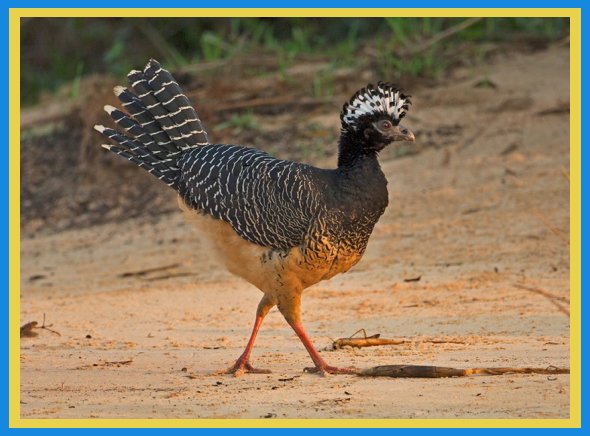 Solve Bare-faced Curassow jigsaw puzzle online with 63 pieces