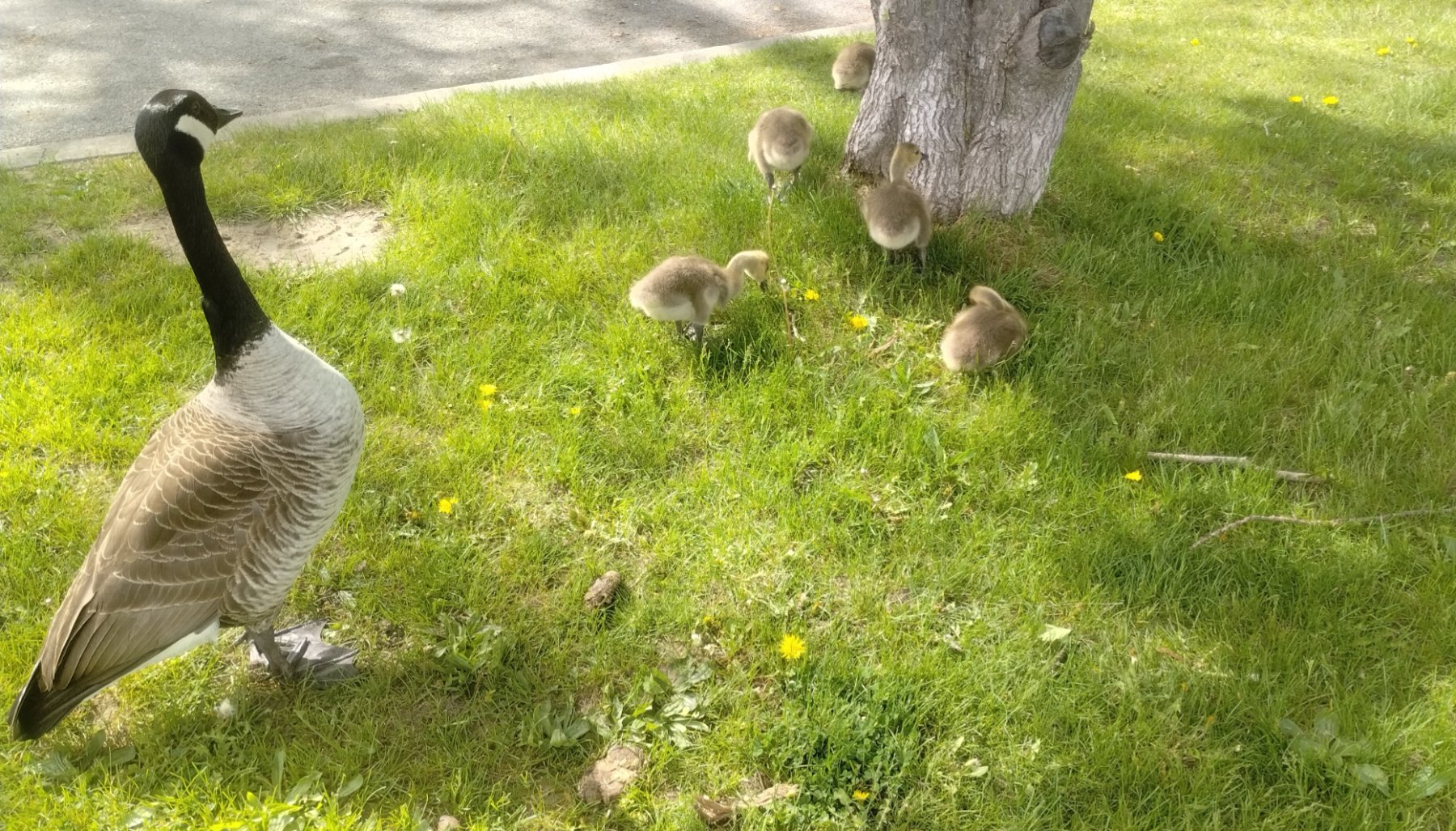 Solve family jigsaw puzzle online with 45 pieces