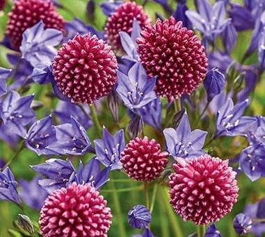 Solve Butterfly Hub Blend jigsaw puzzle online with 9 pieces