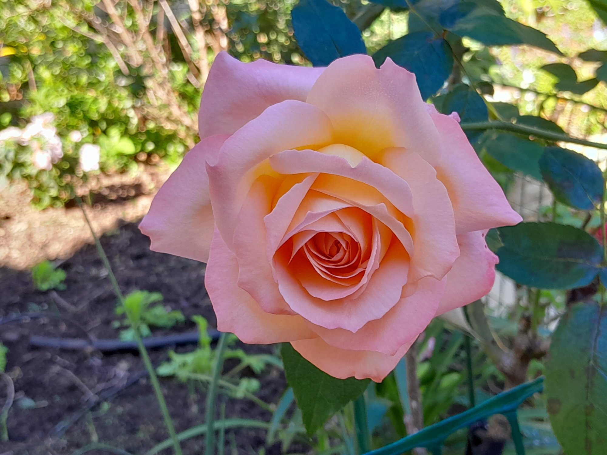 Solve Joyful rose jigsaw puzzle online with 80 pieces