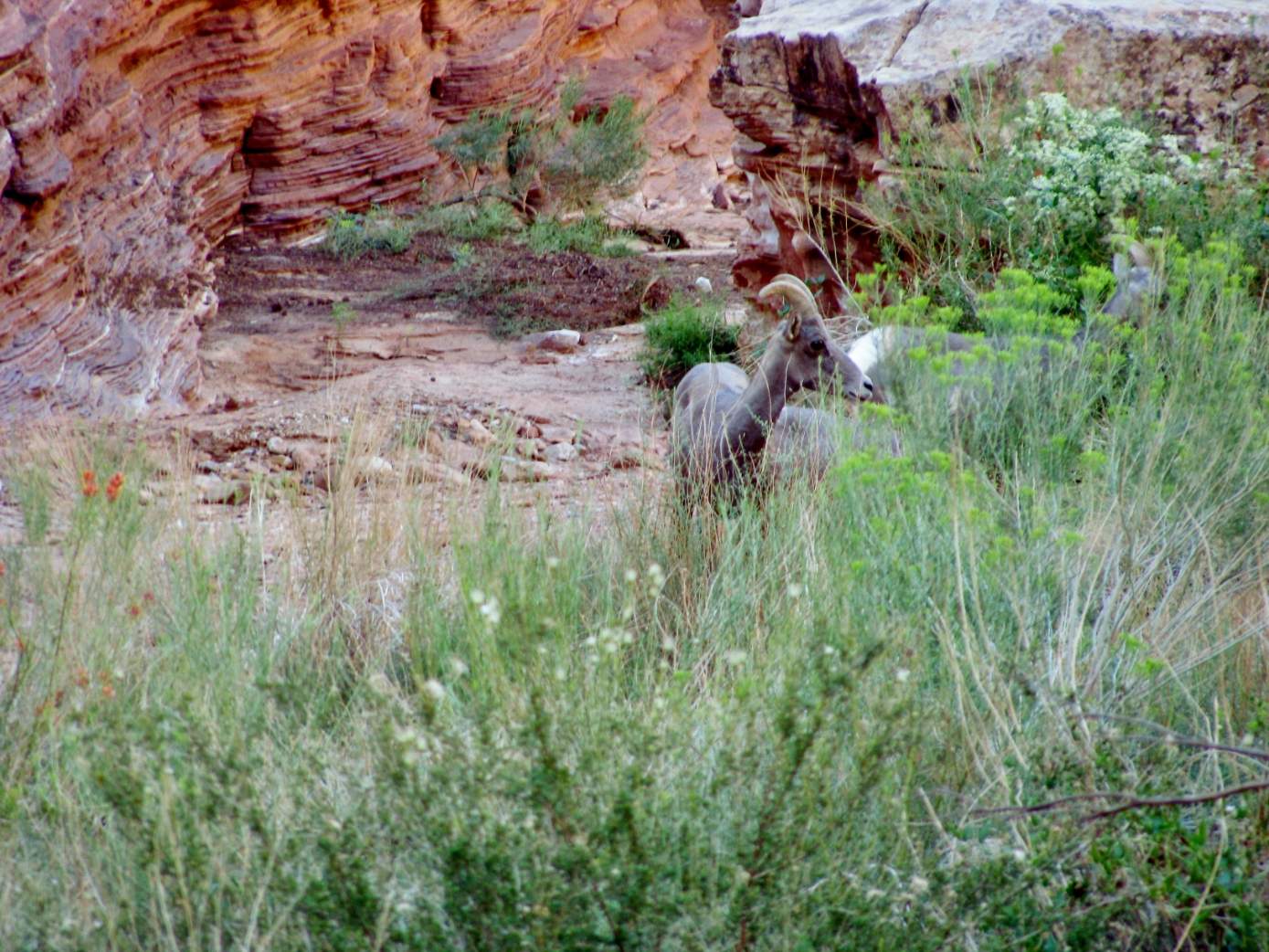 Solve Desert Bighorns In Capitol Reef--Grand Wash jigsaw puzzle online ...