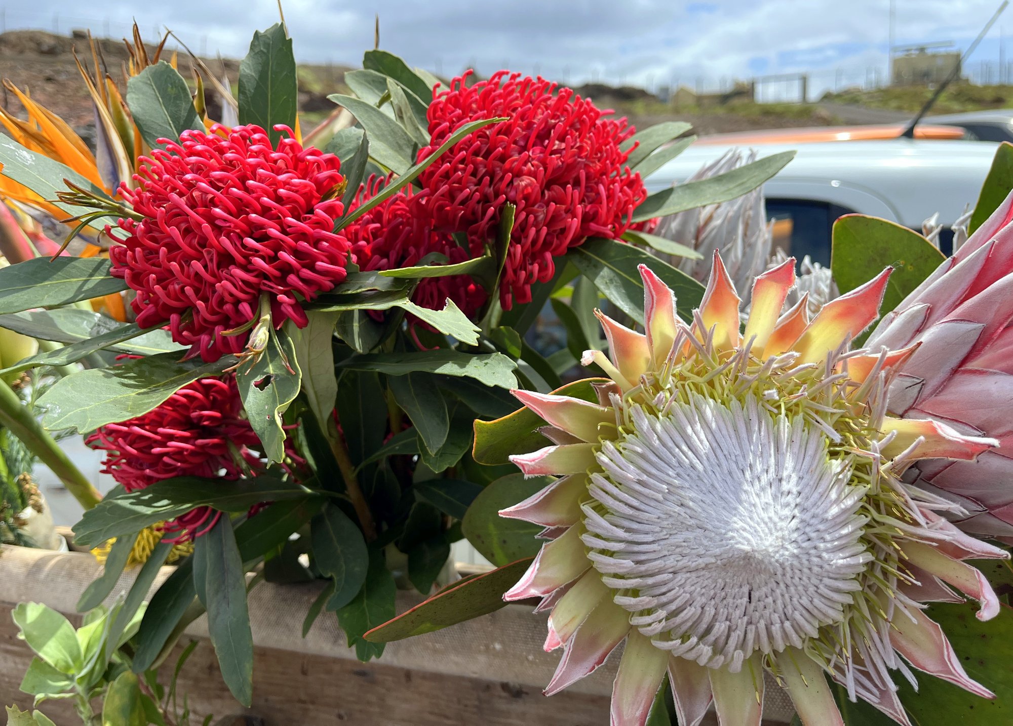 Solve Flowering jigsaw puzzle online with 266 pieces