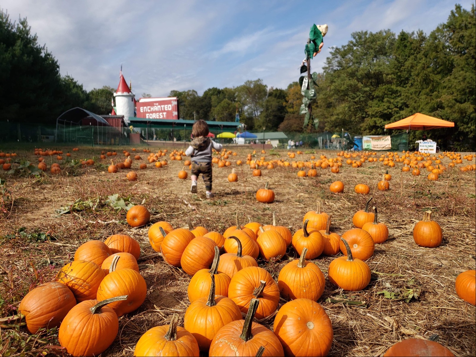 Solve Just a boy and his pumpkins jigsaw puzzle online with 540 pieces
