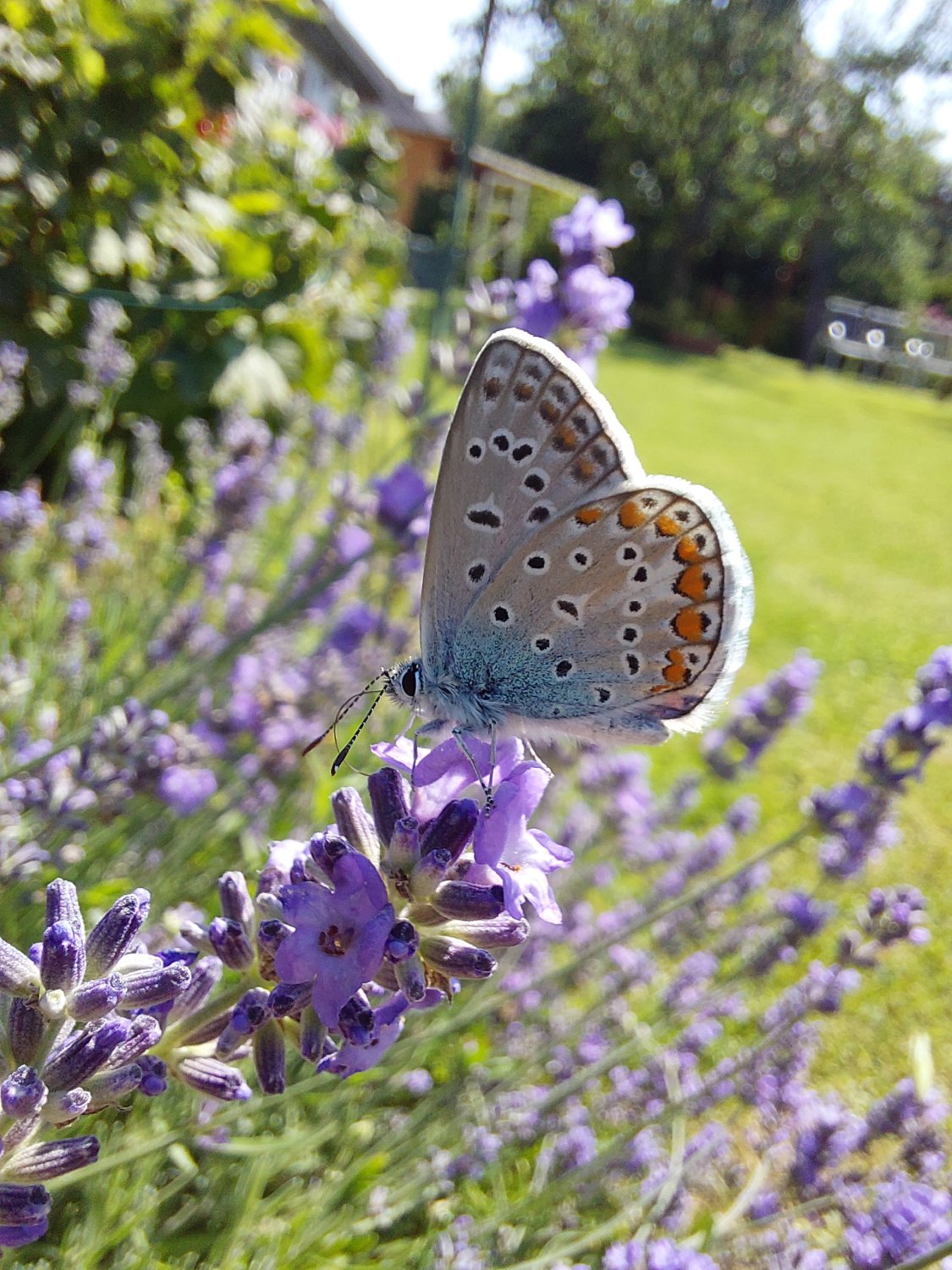 Solve Motýl modrásek černolemý (Plebejus argus) na levanduli jigsaw ...