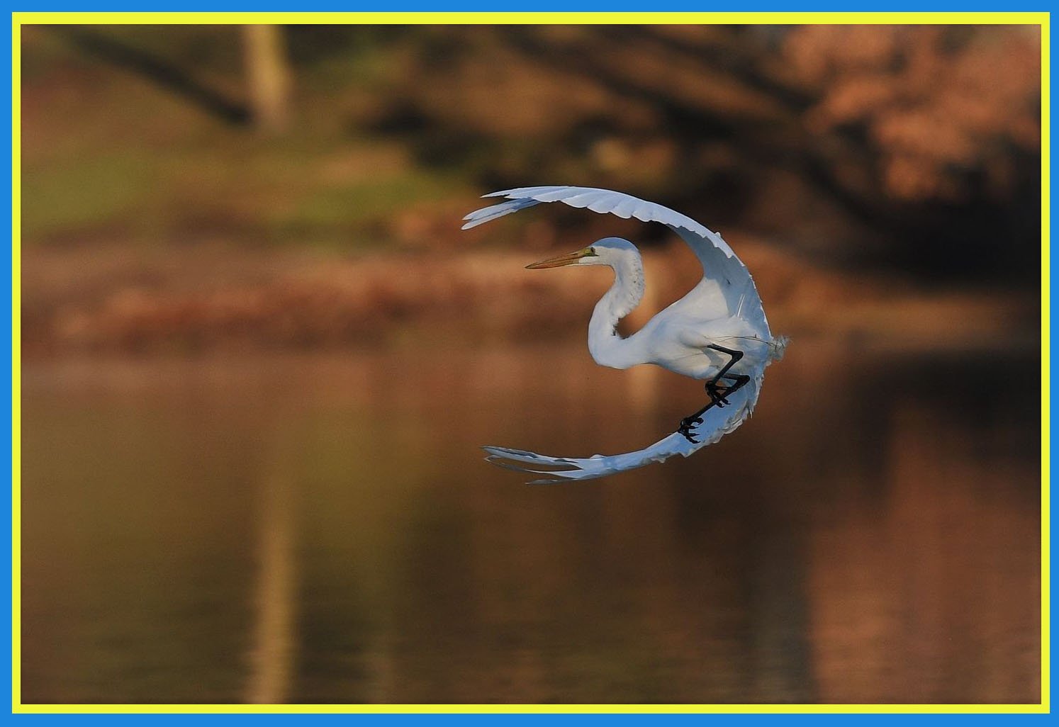 Solve Egret jigsaw puzzle online with 77 pieces