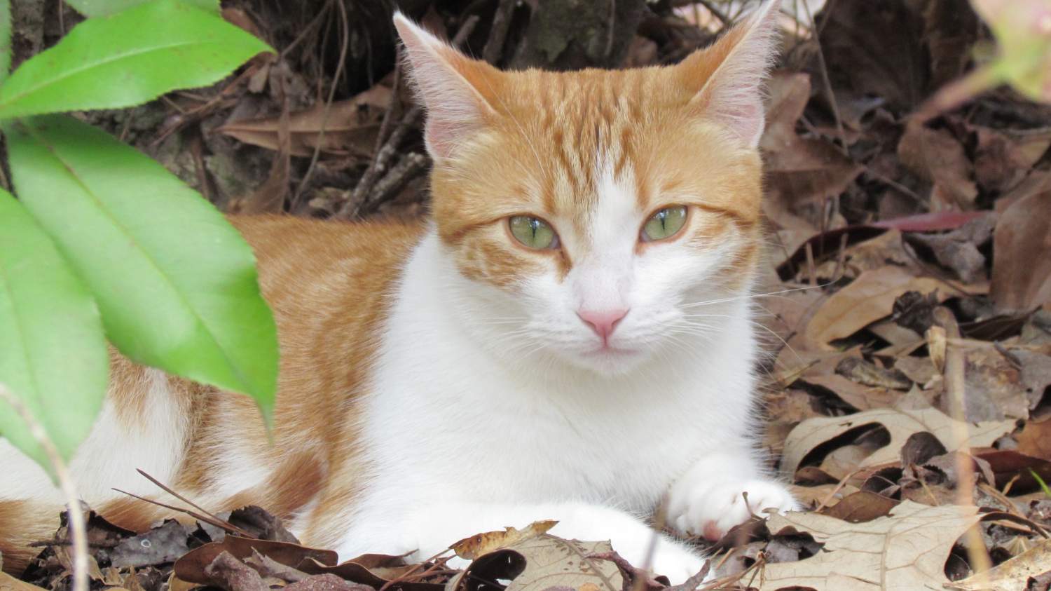 Solve Thinks she is hiding in the bushes jigsaw puzzle online with 32 ...