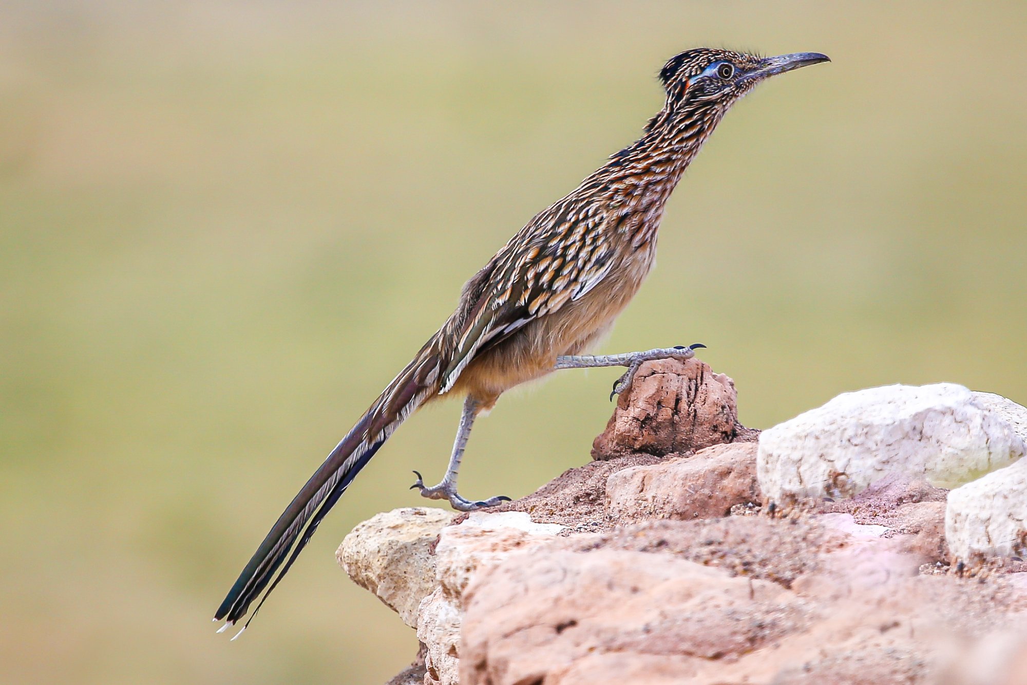 Solve ROADRUNNER #2 jigsaw puzzle online with 77 pieces
