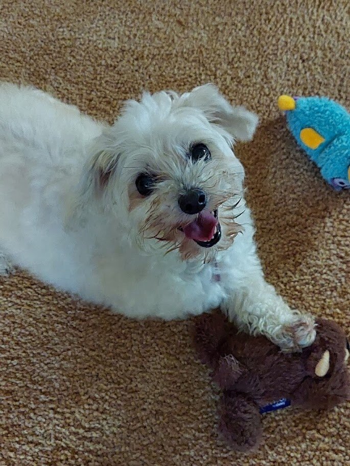 Solve Tink the Wonder Dog jigsaw puzzle online with 80 pieces