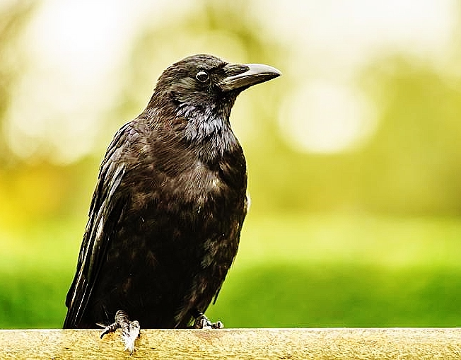 Solve Crows have shown advanced problem solving for situations they ...