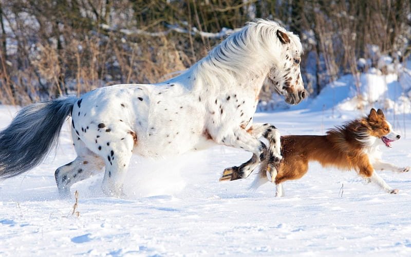 Solve Friends enjoying a snowy romp jigsaw puzzle online with 96 pieces
