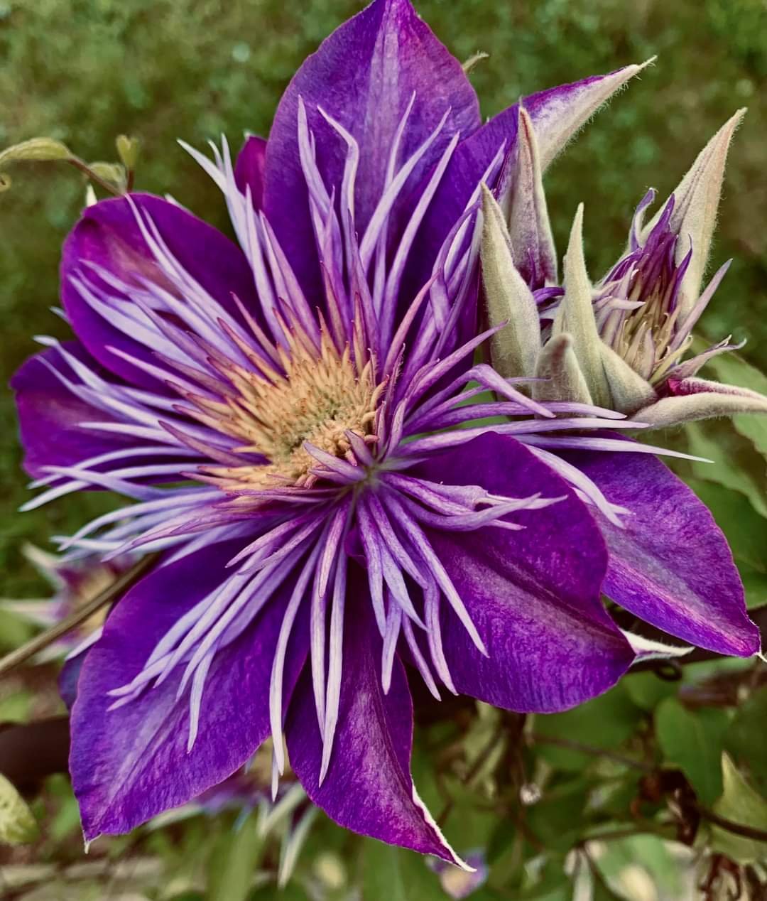 Solve Purple Flower jigsaw puzzle online with 90 pieces