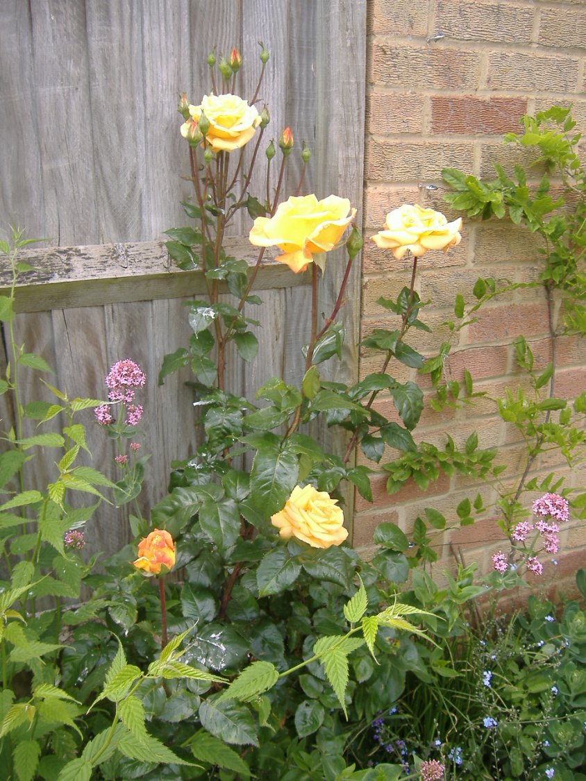 Solve Nature - Garden - Rose - Whiskey Mac (12 - 357 Pieces) jigsaw ...