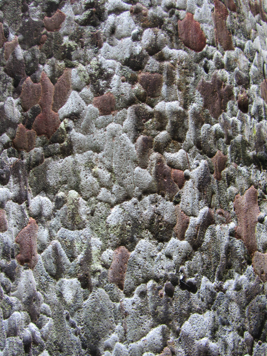 Solve NZ Native Tree Bark jigsaw puzzle online with 154 pieces