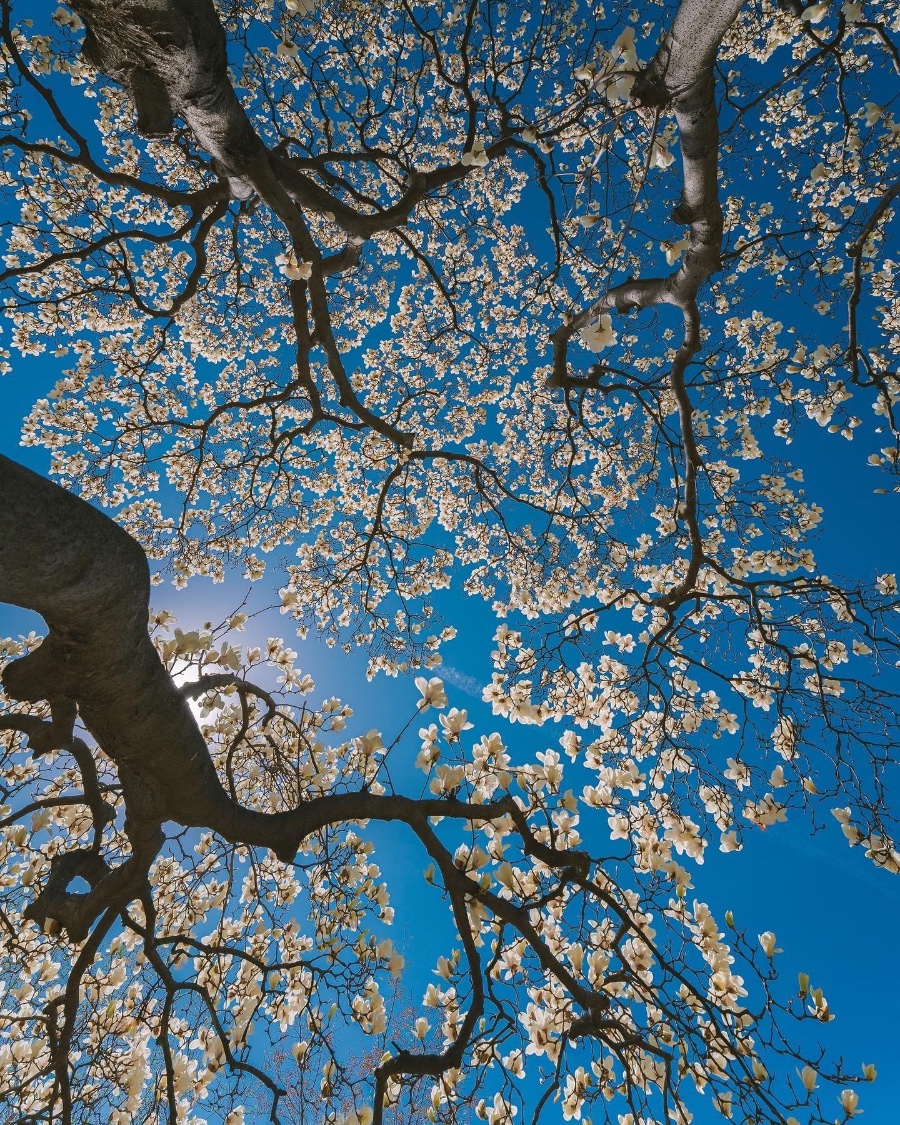 Solve van gogh painting in real life jigsaw puzzle online with 20 pieces