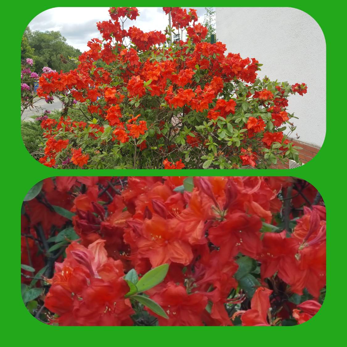 Solve Vedle prodejny masa / Next to the Meat Shop jigsaw puzzle online ...