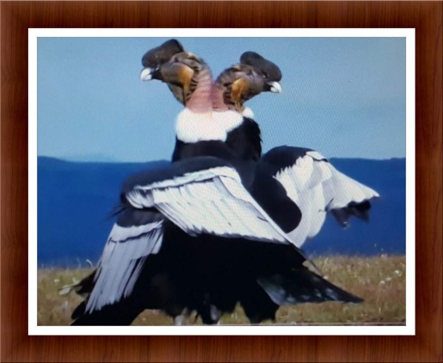 Solve Příroda - Setkání dvou kondorů / Nature - Meeting of two condors ...