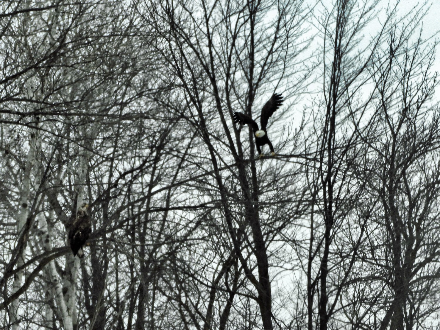 Solve Two eagles jigsaw puzzle online with 20 pieces