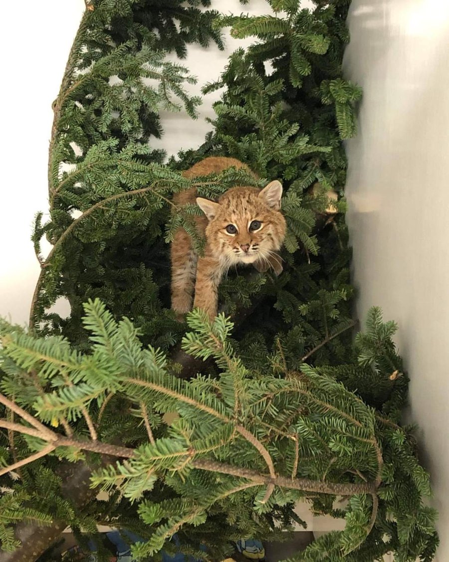 Solve Bobcat in Rescue jigsaw puzzle online with 12 pieces