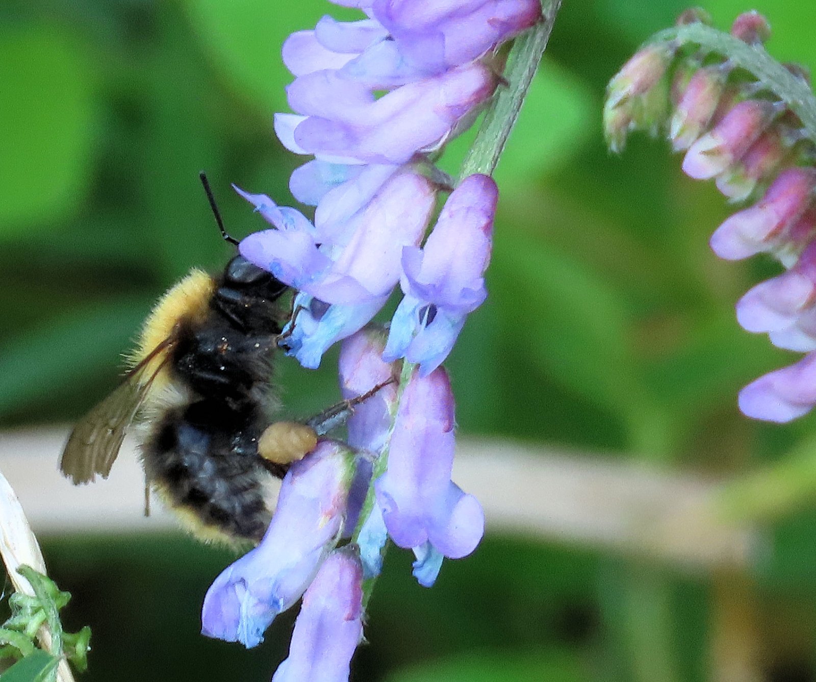 Solve carderbee on fodder vetch (akkerhommel op bonte wikke) jigsaw ...